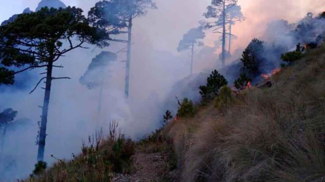 Consume Incendio Forestal 20 Hectáreas En Veracruz Javier Alatorre